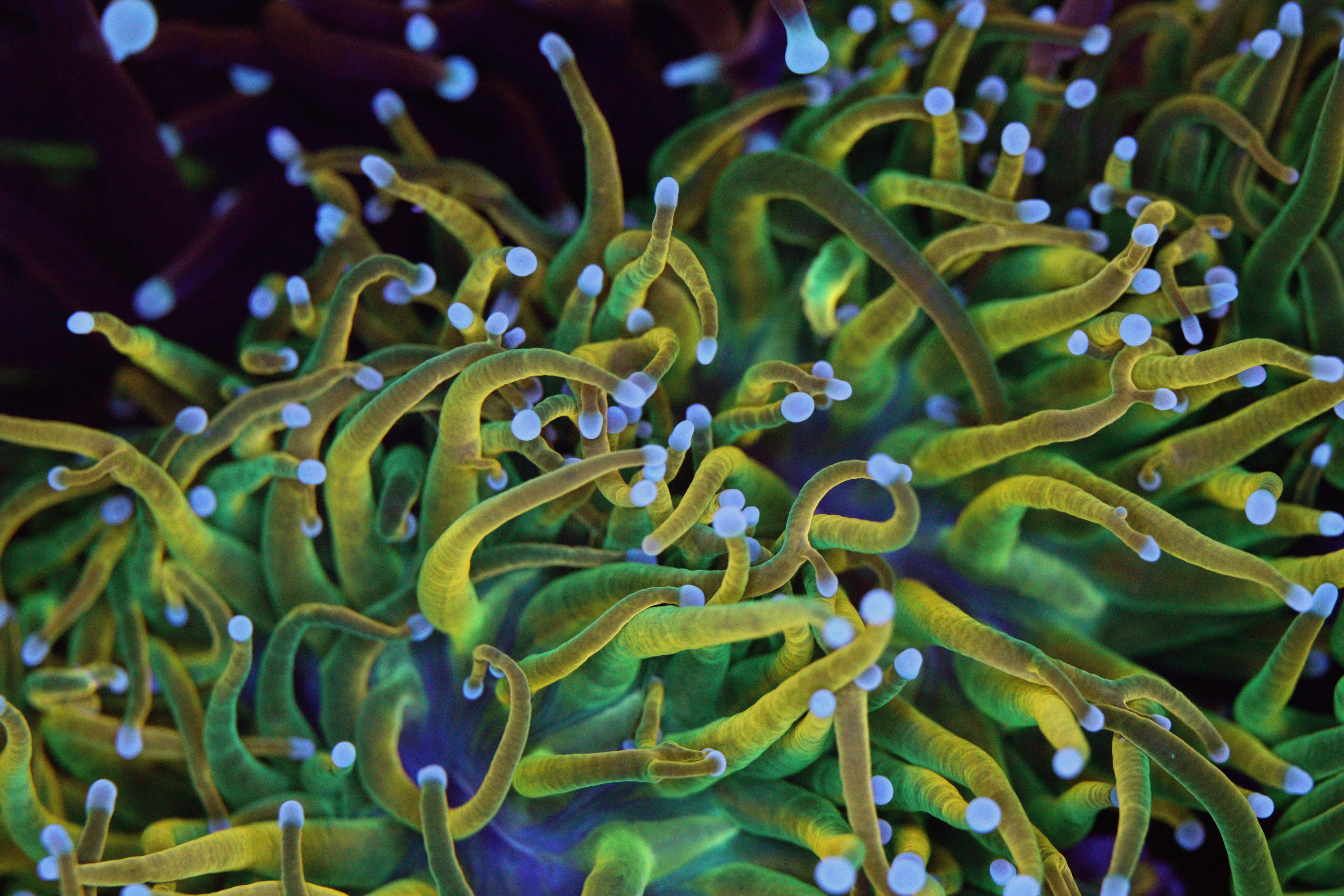 LPS – BlueWater Reef