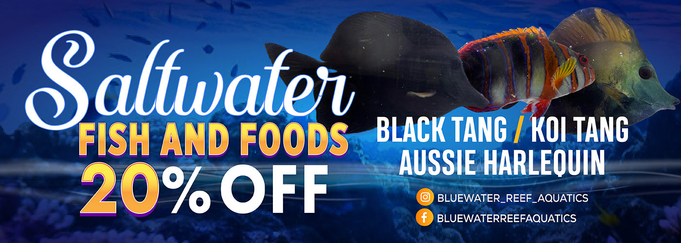 Bluewater Reef Aquatics – BlueWater Reef