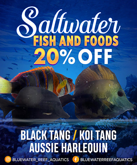 Bluewater Reef Aquatics – BlueWater Reef