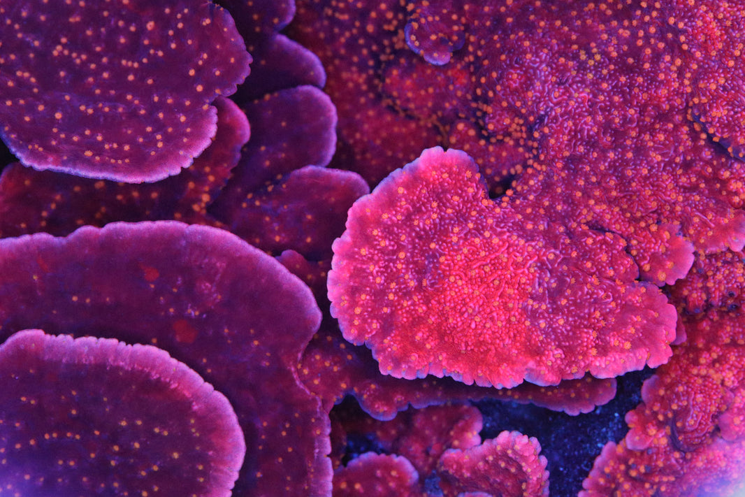 Bluewater Reef Aquatics – BlueWater Reef