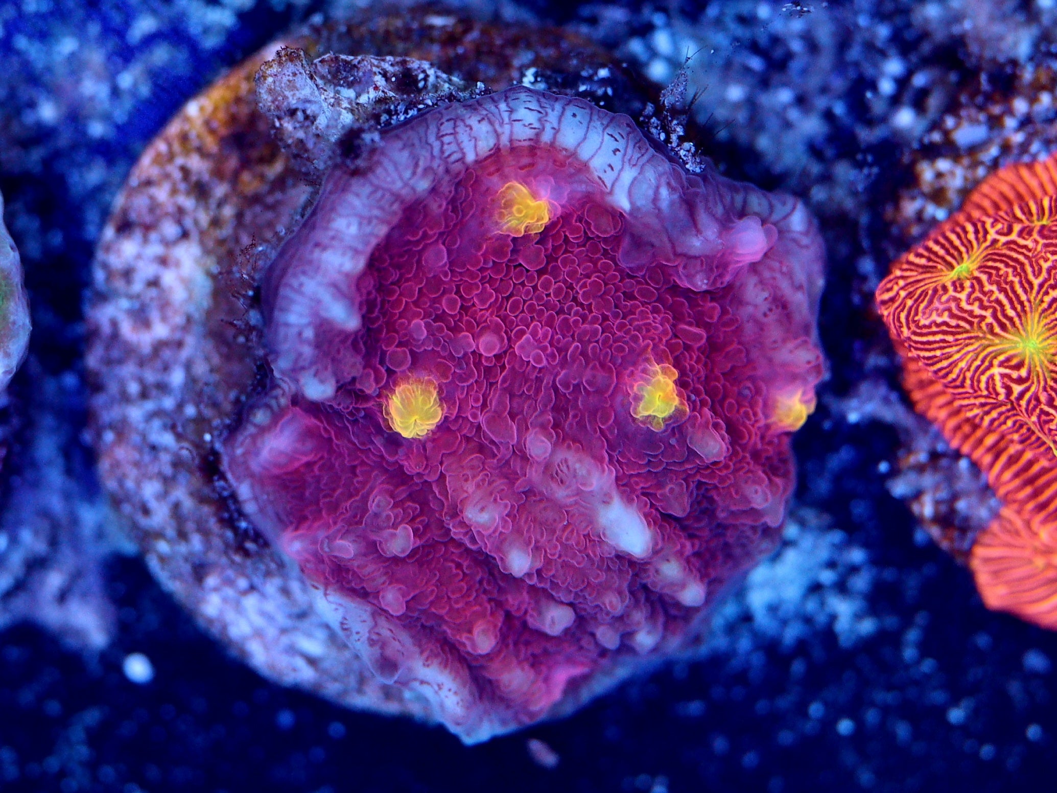 ORA EASTER EGG CHALICE – BlueWater Reef