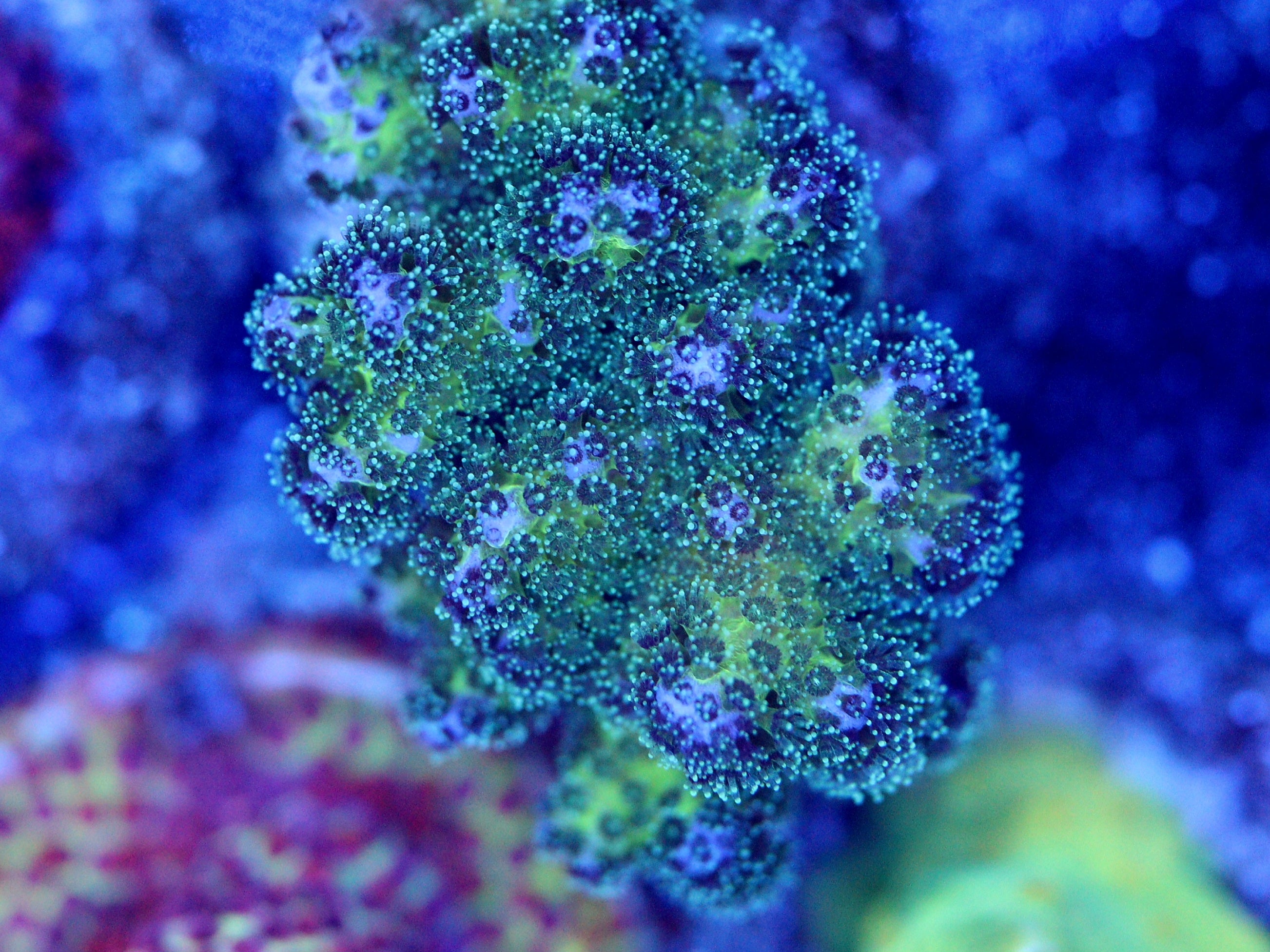 Purple & Green Pocillopora – BlueWater Reef