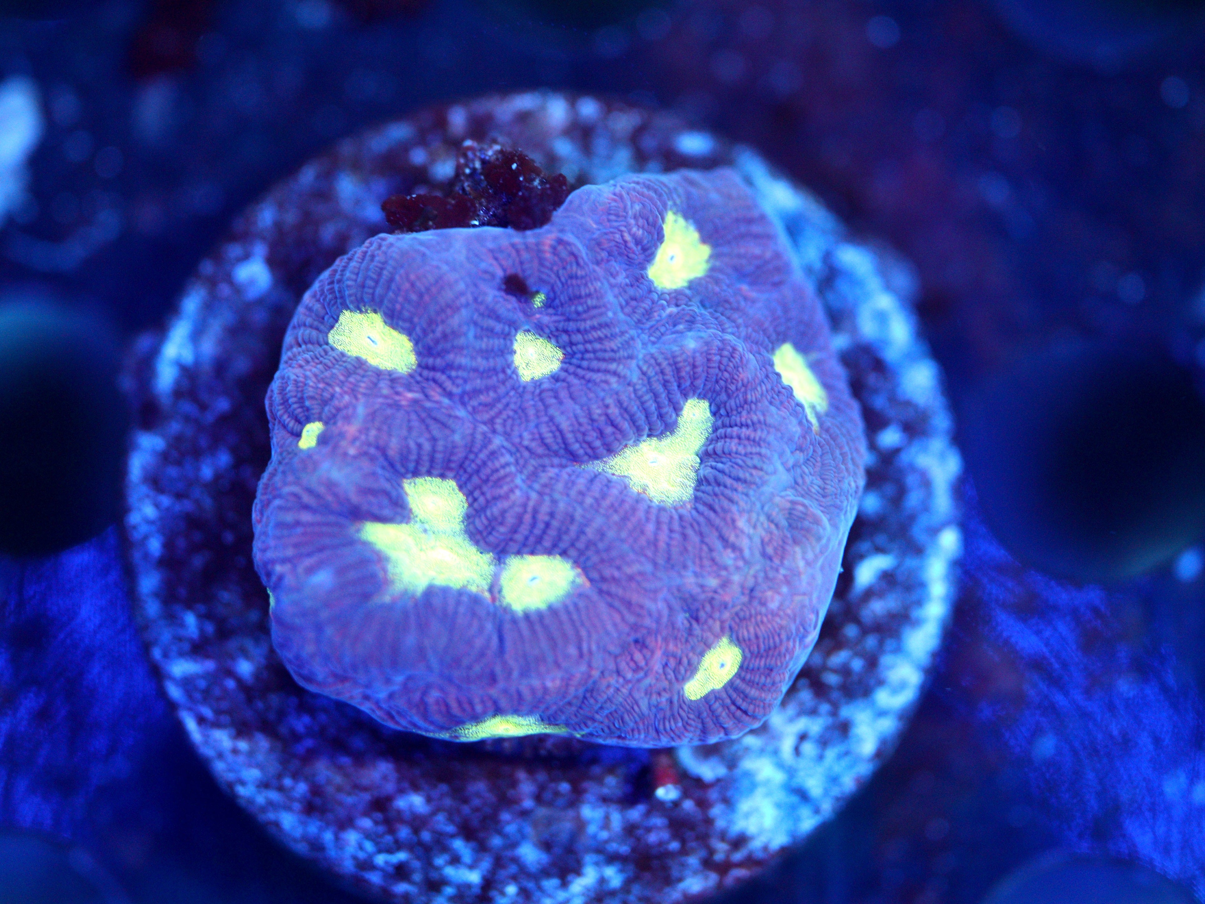 Alien Eye Favia – BlueWater Reef