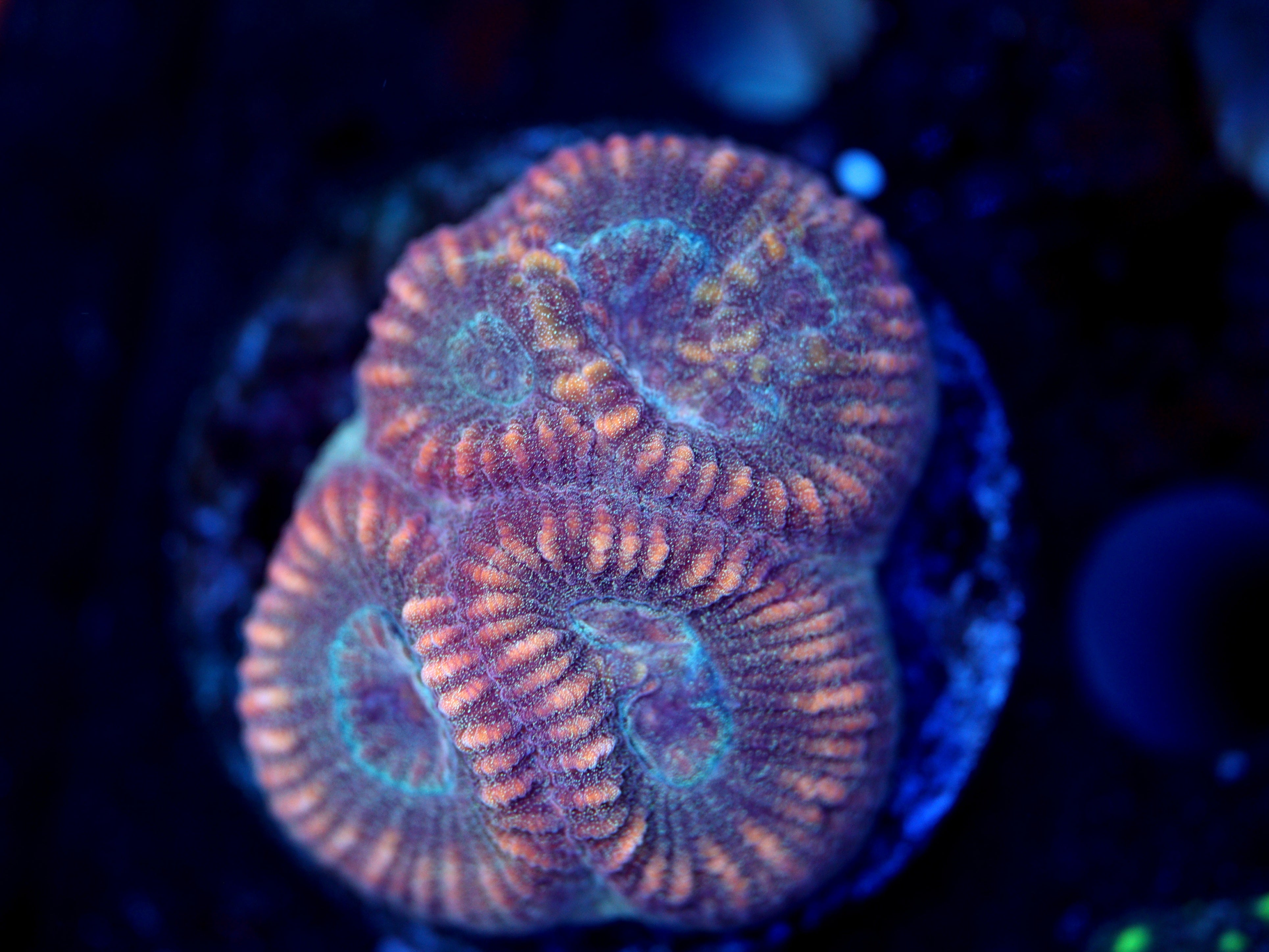 ECC Flame Proof Favia – BlueWater Reef