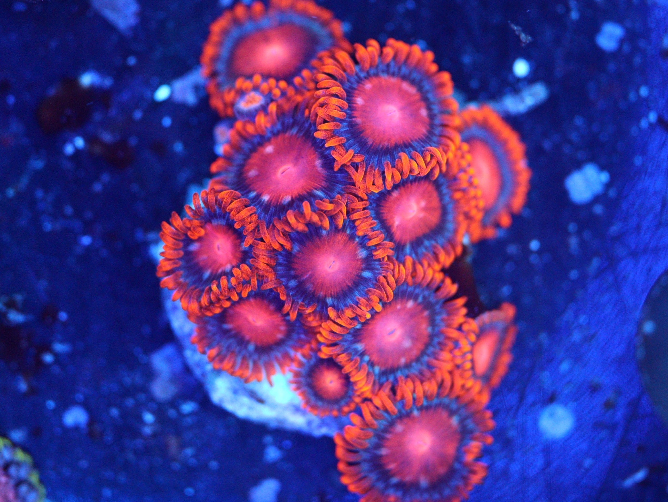 Bam Bam Zoa – BlueWater Reef