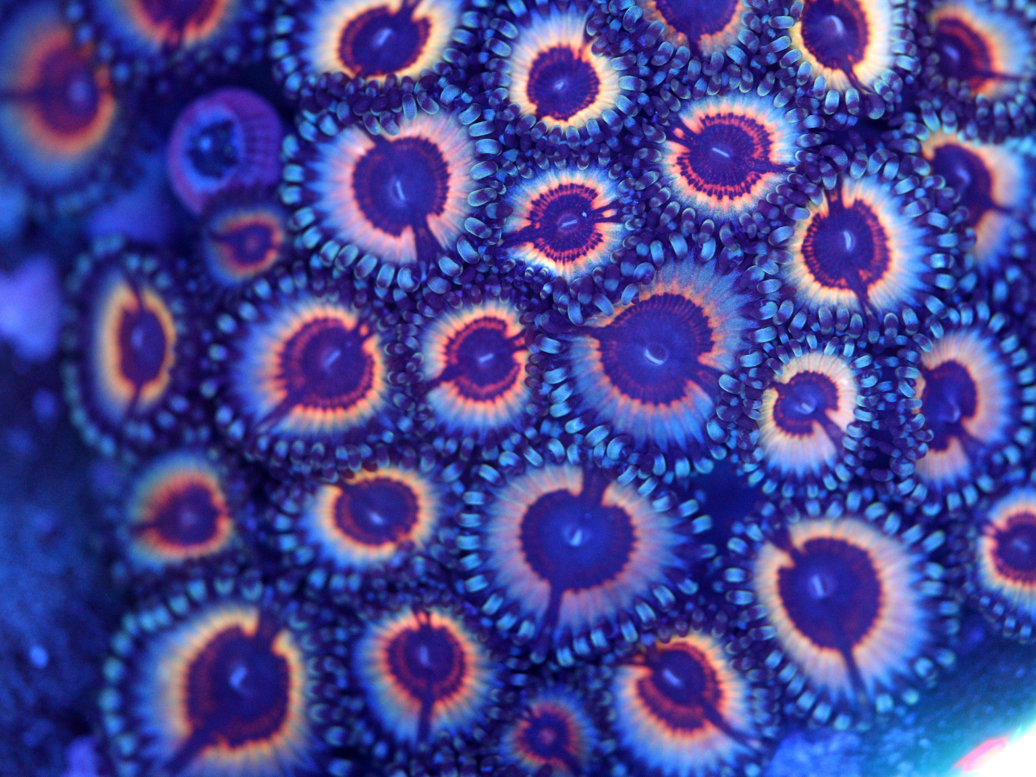 Sonic Flare Zoa – BlueWater Reef