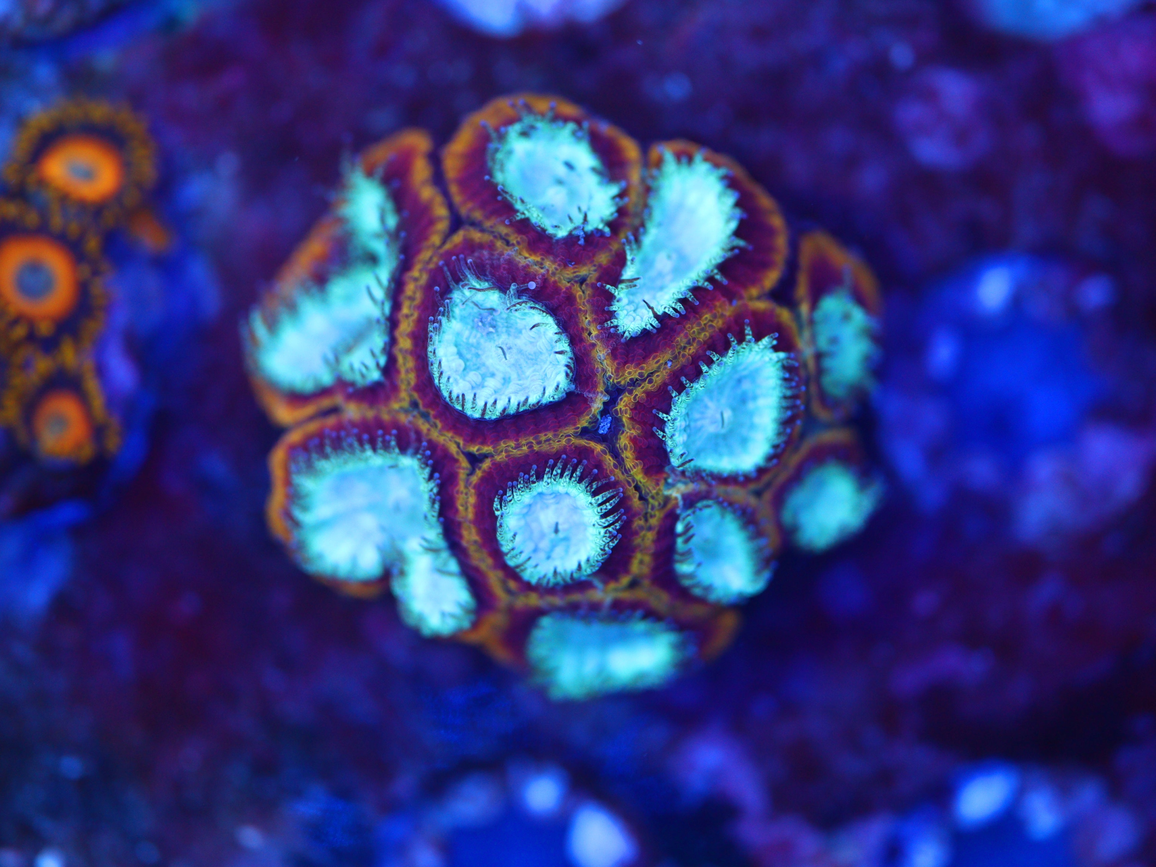 Ultron Favia – BlueWater Reef