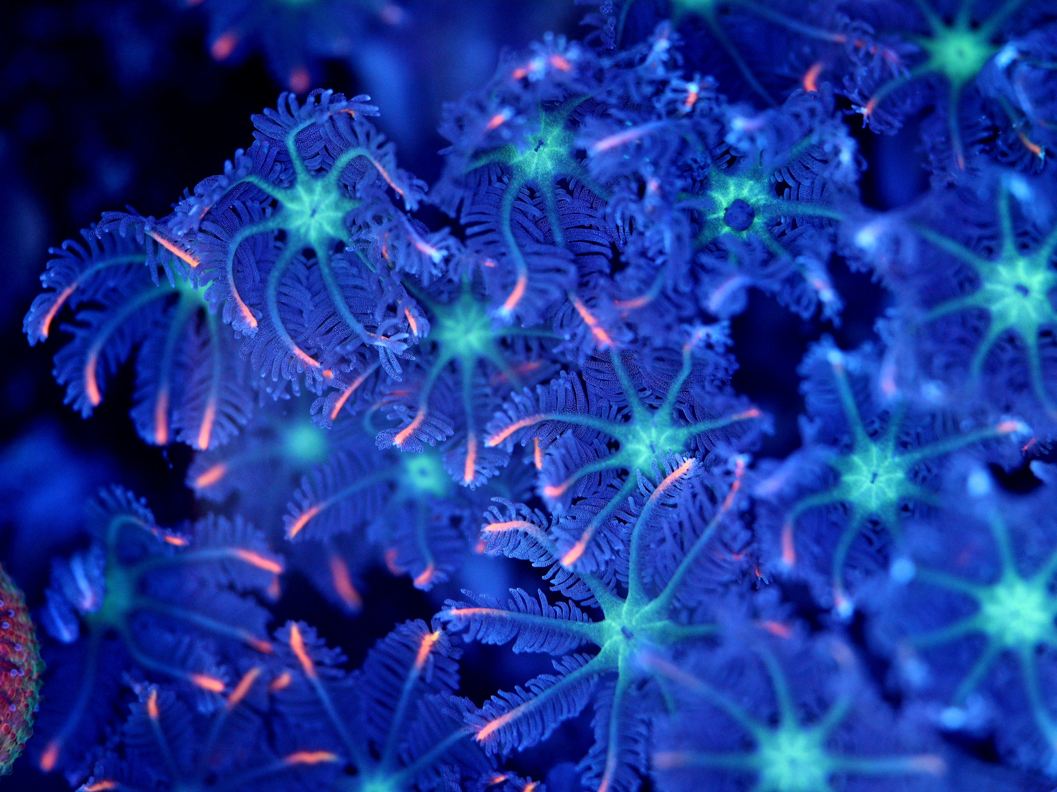 Firework Cloves - Cut to order – BlueWater Reef