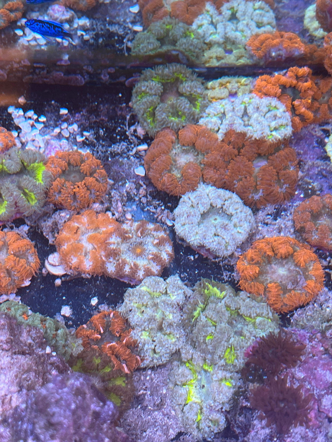 Bluewater Reef Aquatics – BlueWater Reef