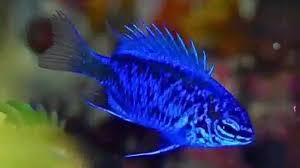 Springeri Damsel – BlueWater Reef