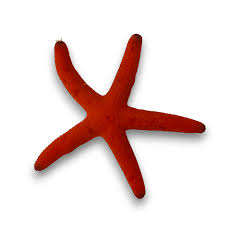 Red linkia star – BlueWater Reef