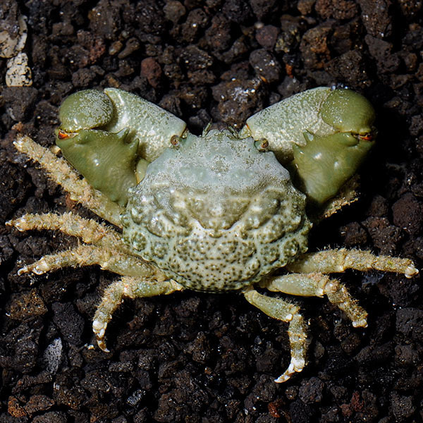 emerald crab – BlueWater Reef