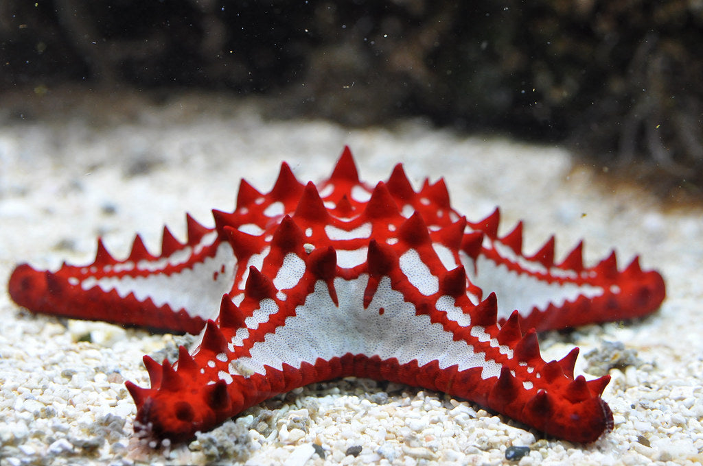 red knobby starfish – BlueWater Reef