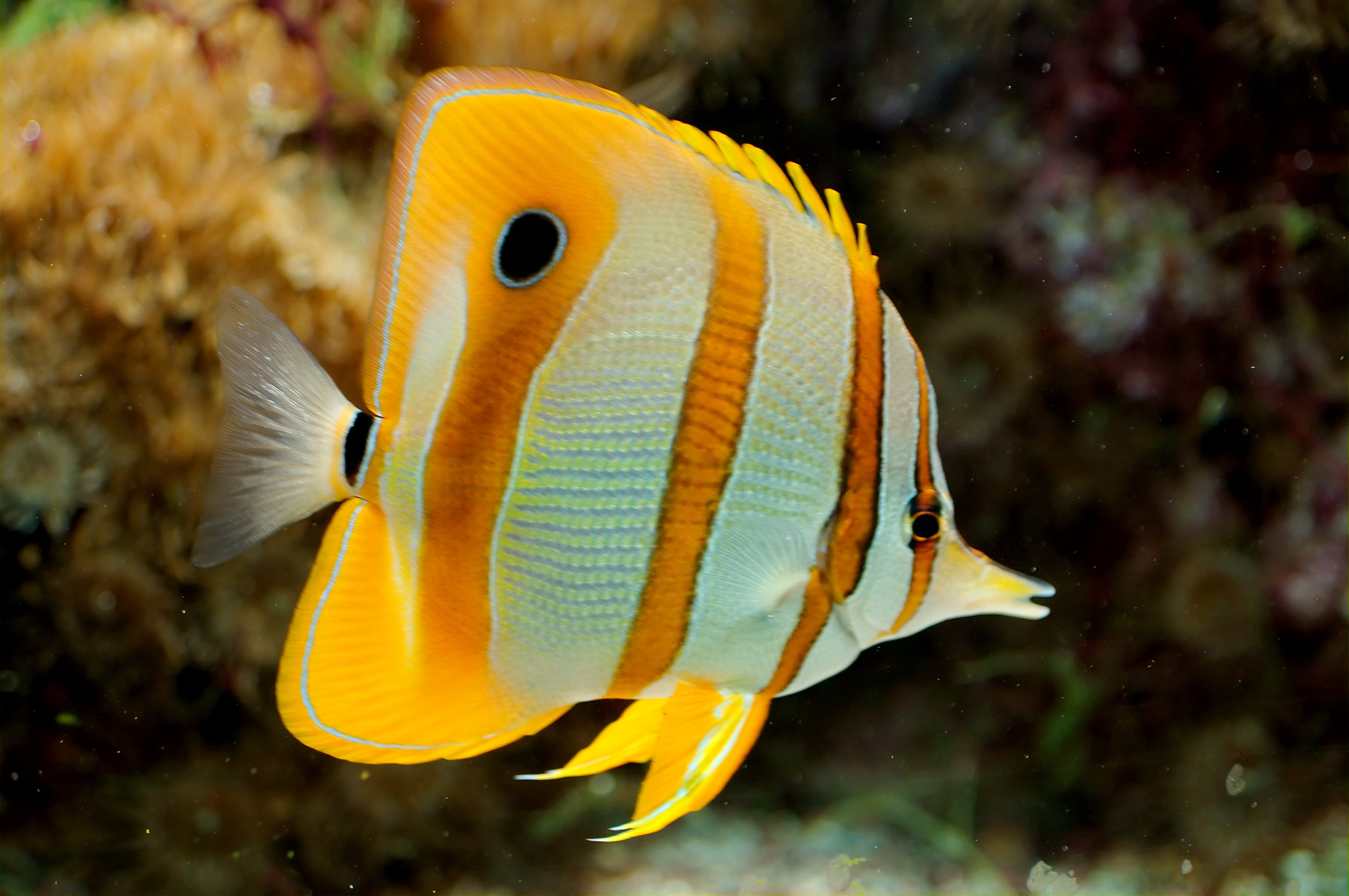 copperband butterfly – BlueWater Reef