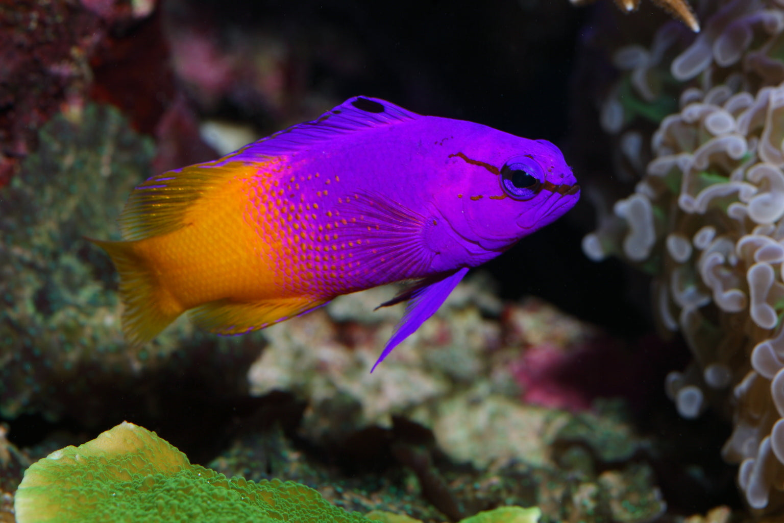 royal gramma – BlueWater Reef