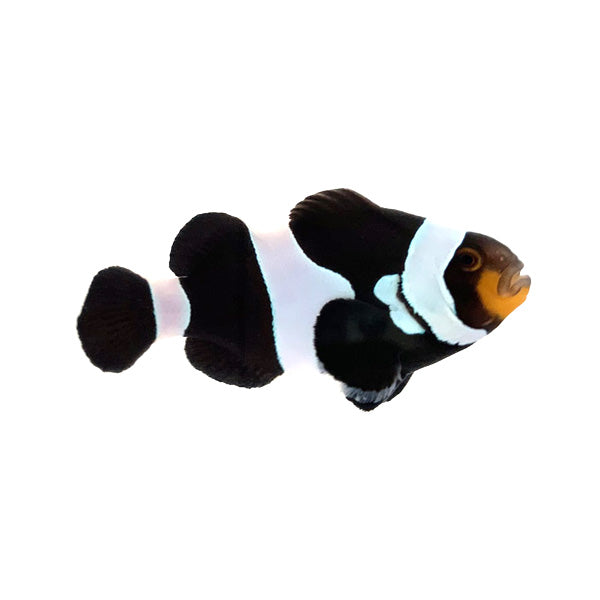 Wide bar black Clownfish – BlueWater Reef