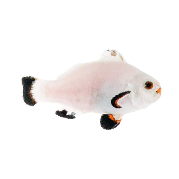 Snow Storm – BlueWater Reef